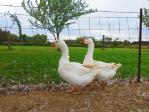 Embden Geese – Feathered Acres