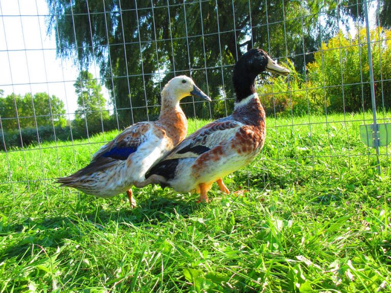 Welsh Harlequin Ducks – Feathered Acres